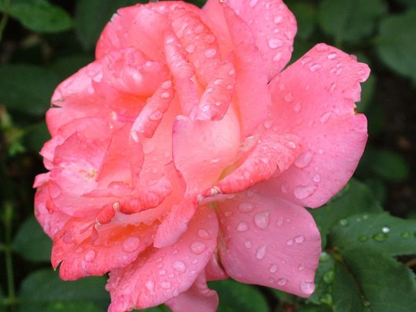 How to Prepare Your Roses in Spring for Summer Blooming - Segmation
